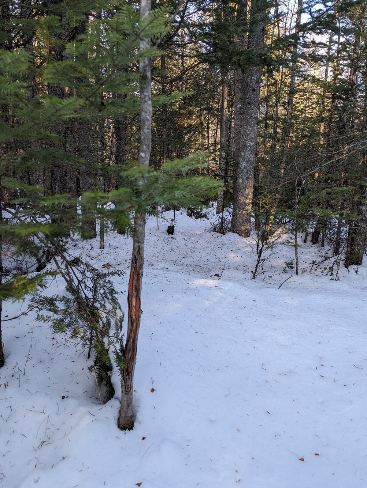 HLRBO - Ultimate Guide to Deer Hunting in New Hampshire Tips, Tactics ...