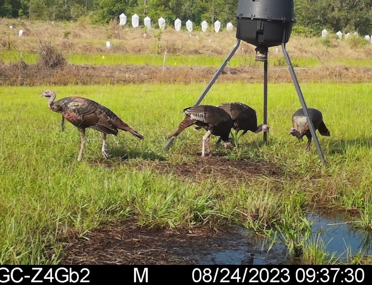 HLRBO - Spring Into Turkey Hunting What You Need to Know for 2024