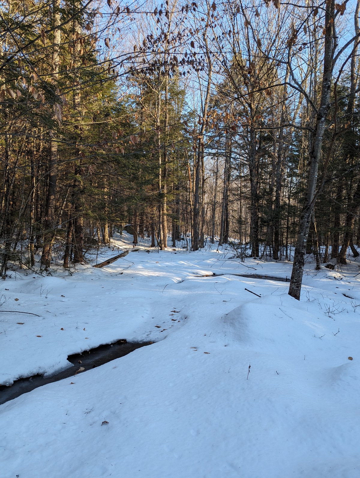 HLRBO - Ultimate Guide to Deer Hunting in New Hampshire Tips, Tactics ...