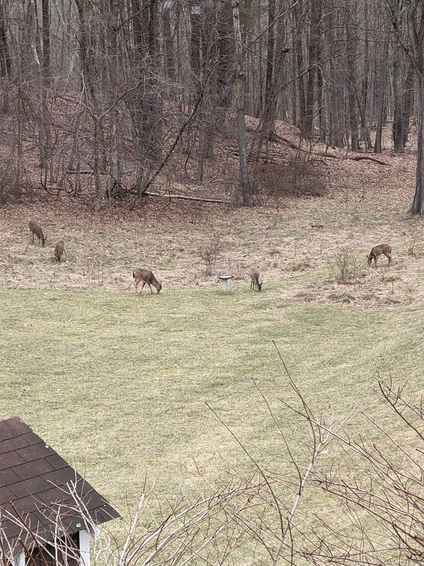 HLRBO Columbia New York Hunting Lease 0 00 Per Year hlrbo-columbia-new-york-hunting-lease-0-00-per-year