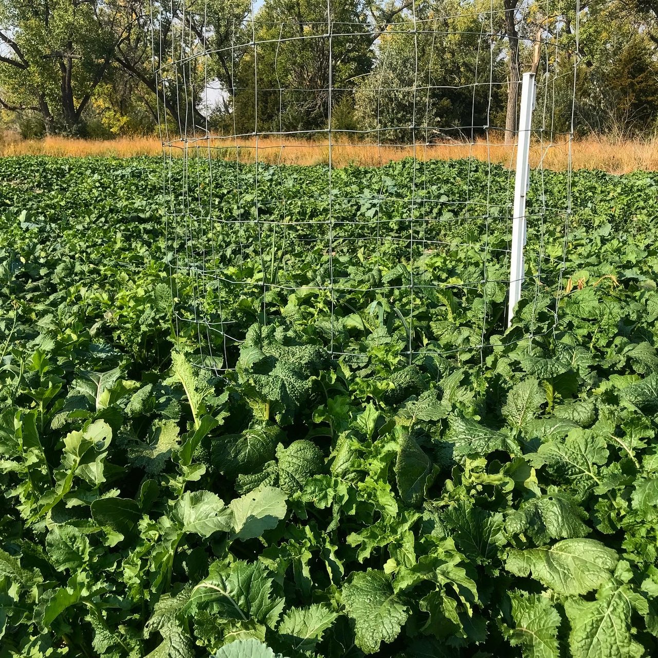 HLRBO Hunting Lease - 750 acres in Hitchcock County,Nebraska