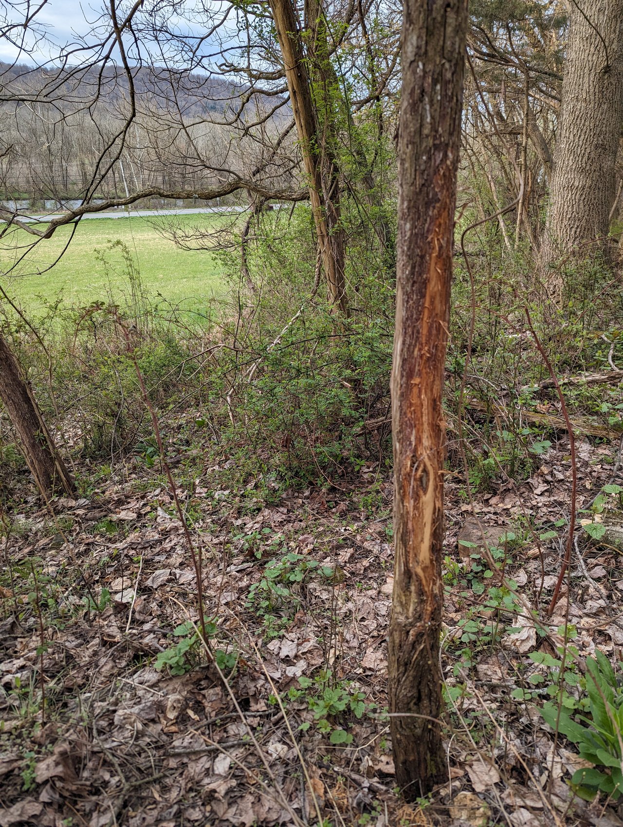 HLRBO Hunting Lease - 50 acres in Warren County,New Jersey