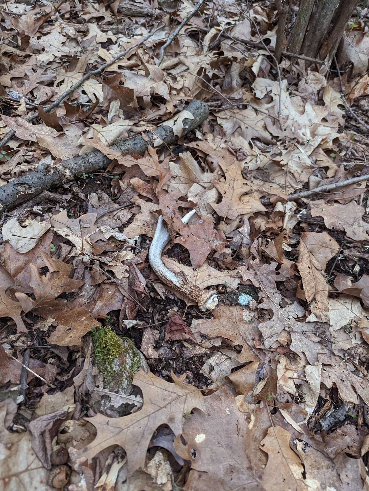 HLRBO Hunting Lease - 50 acres in Warren County,New Jersey