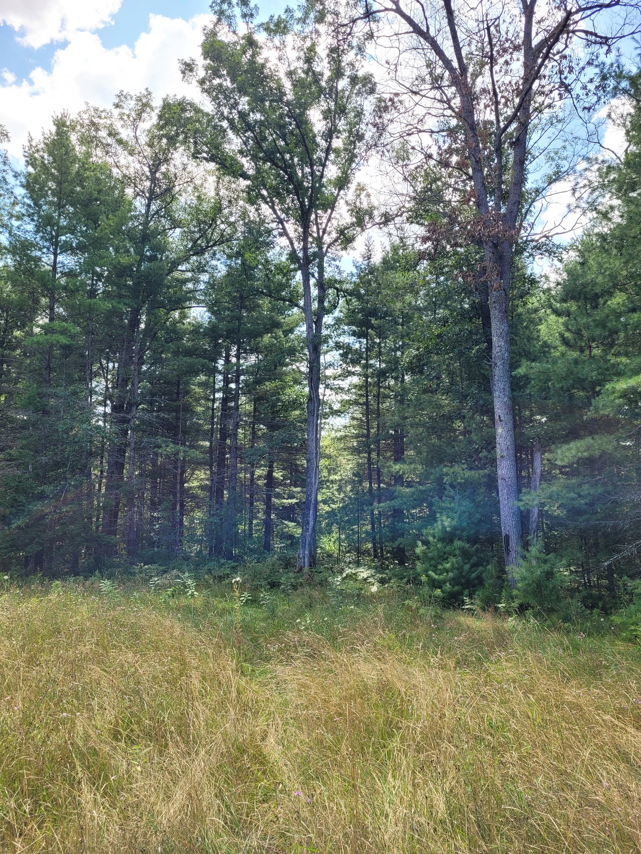 HLRBO Hunting Lease - 40 acres in Alcona County,Michigan