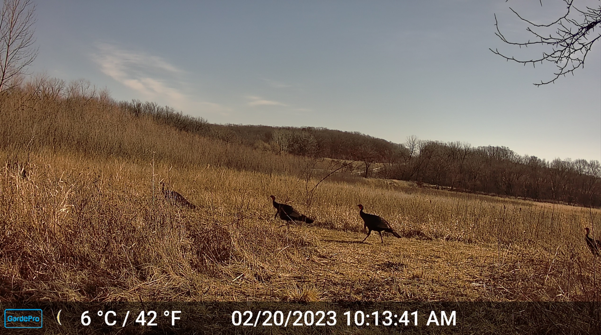 HLRBO Hunting Lease - 175 acres in Wayne County,Iowa