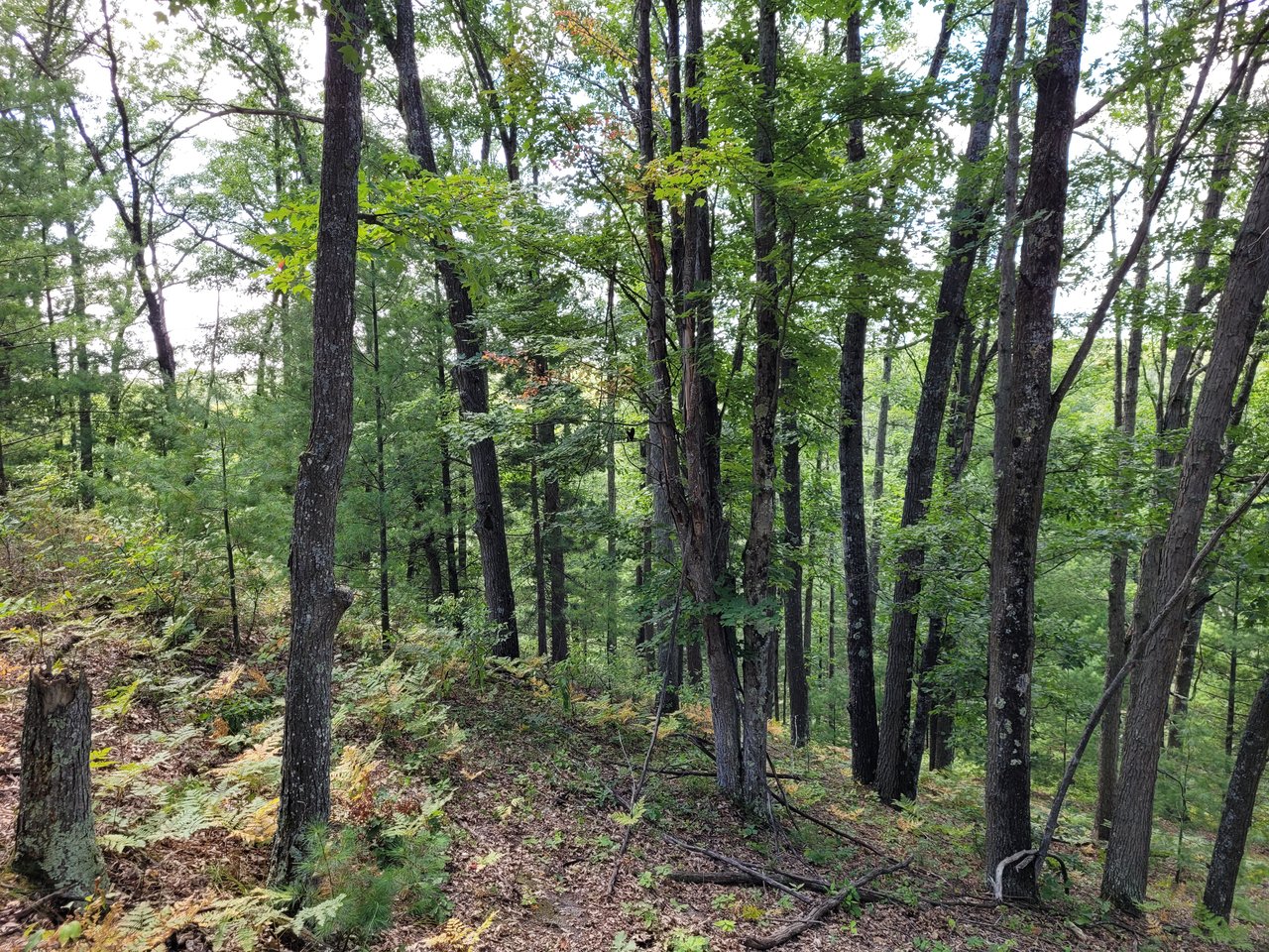 HLRBO Hunting Lease - 40 acres in Alcona County,Michigan