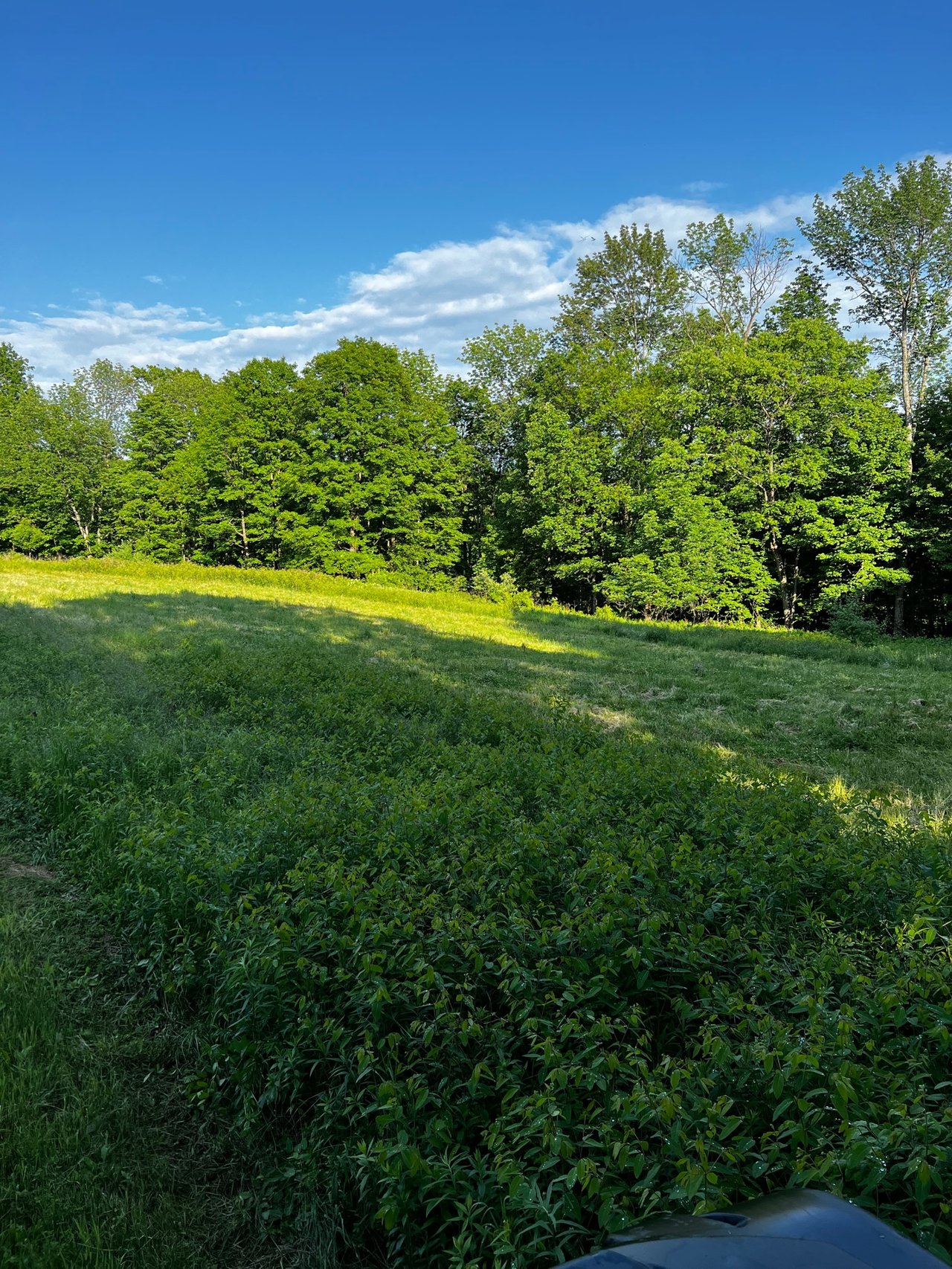 HLRBO Hunting Lease - 130 acres in Allegany County,New York