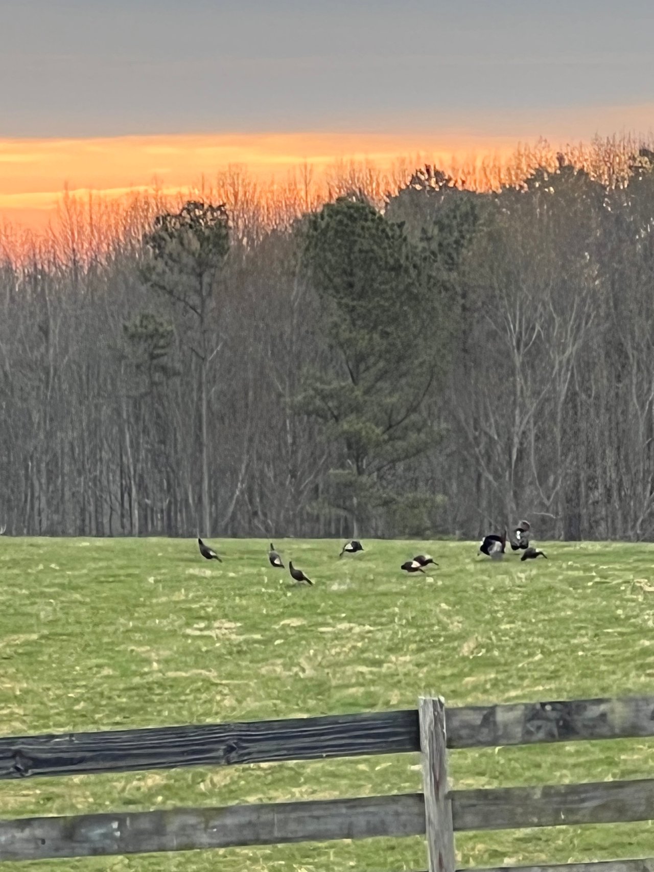 HLRBO Hunting Lease - 92 acres in Wayne County,Tennessee