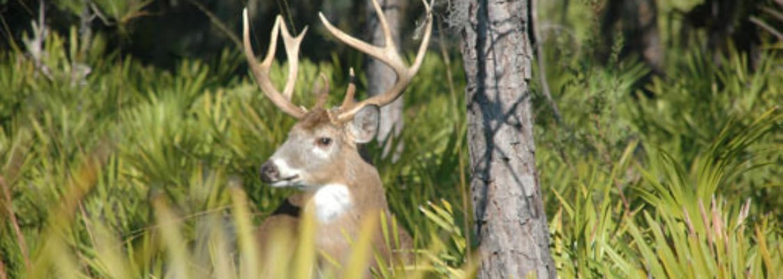 HLRBO Hunting Lease - 300 acres in Hardee County,Florida