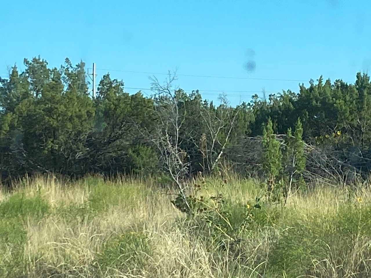 HLRBO Hunting Lease - 7100 acres in Knox County,Texas