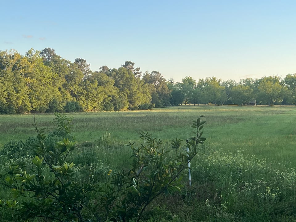 HLRBO Hunting Lease - 35 acres in Pierce County,GA