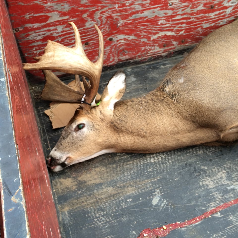 HLRBO Hunting Lease - 80 acres in Taylor County,WI