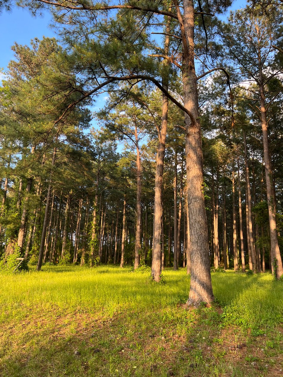 HLRBO Hunting Lease - 35 acres in Pierce County,GA