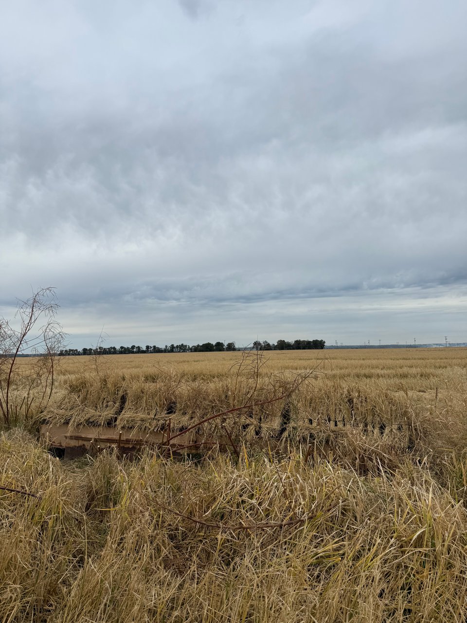 HLRBO Hunting Lease - 380 acres in Craighead County,AR