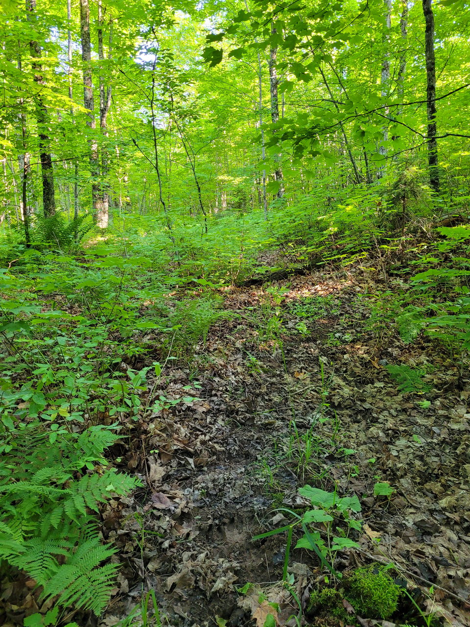 HLRBO Hunting Lease - 40 acres in Houghton County,MI