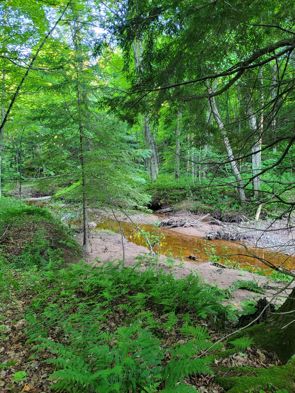 HLRBO Hunting Lease - 40 acres in Houghton County,MI