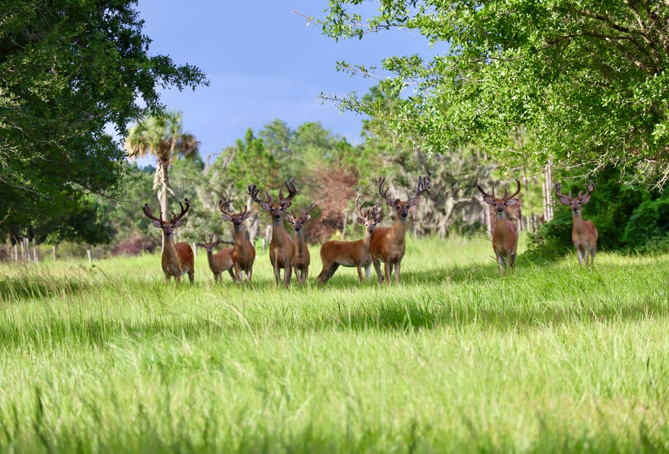 HLRBO Hunting Lease - 2000 acres in Highlands County,FL