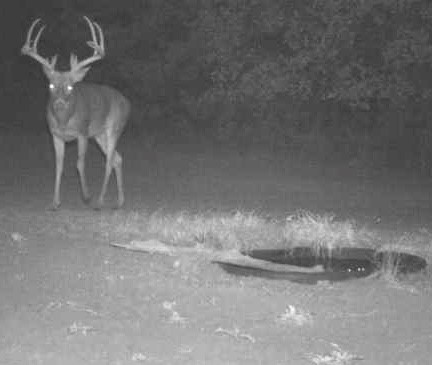 HLRBO Hunting Lease - 256 acres in Grayson County,TX