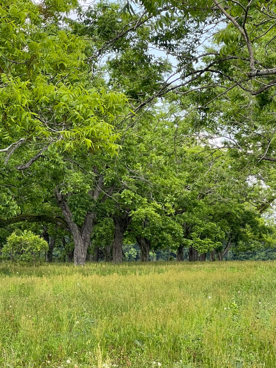 HLRBO Hunting Lease - 35 acres in Pierce County,GA