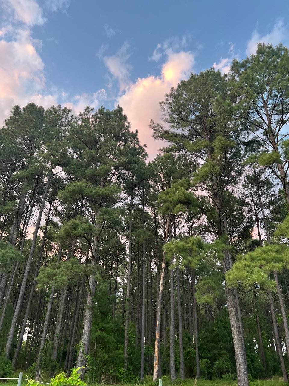 HLRBO Hunting Lease - 35 acres in Pierce County,GA