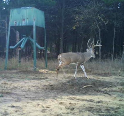 HLRBO Hunting Lease - 256 acres in Grayson County,TX