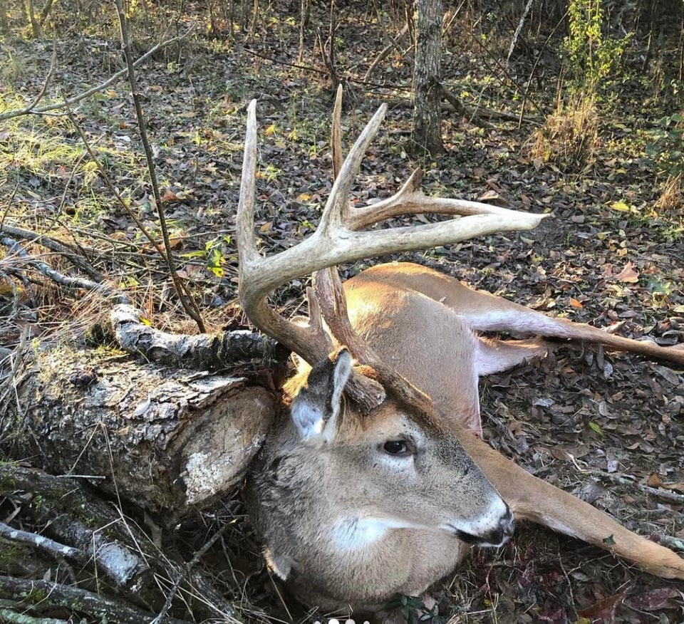 HLRBO Hunting Lease - 410 acres in Mitchell County,GA
