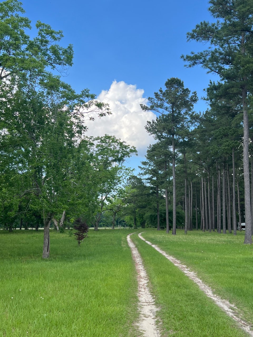 HLRBO Hunting Lease - 35 acres in Pierce County,GA
