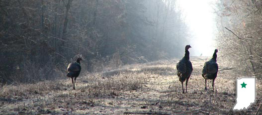 HLRBO Hunting Lease - 90 acres in Orange County,Indiana