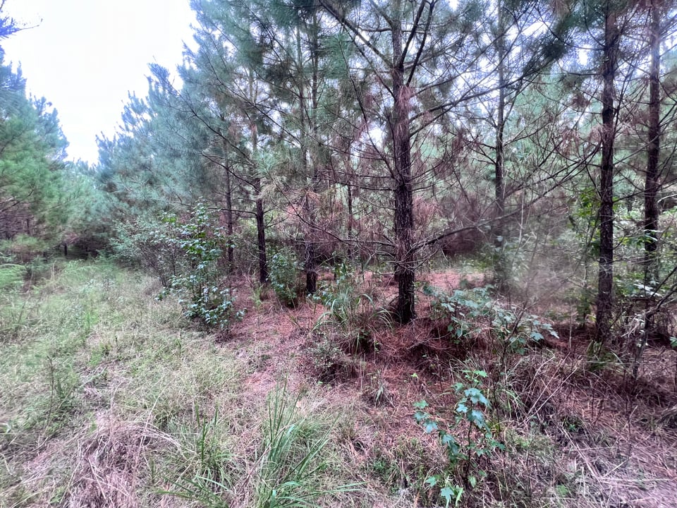 HLRBO Hunting Lease - 113 acres in Union County,AR
