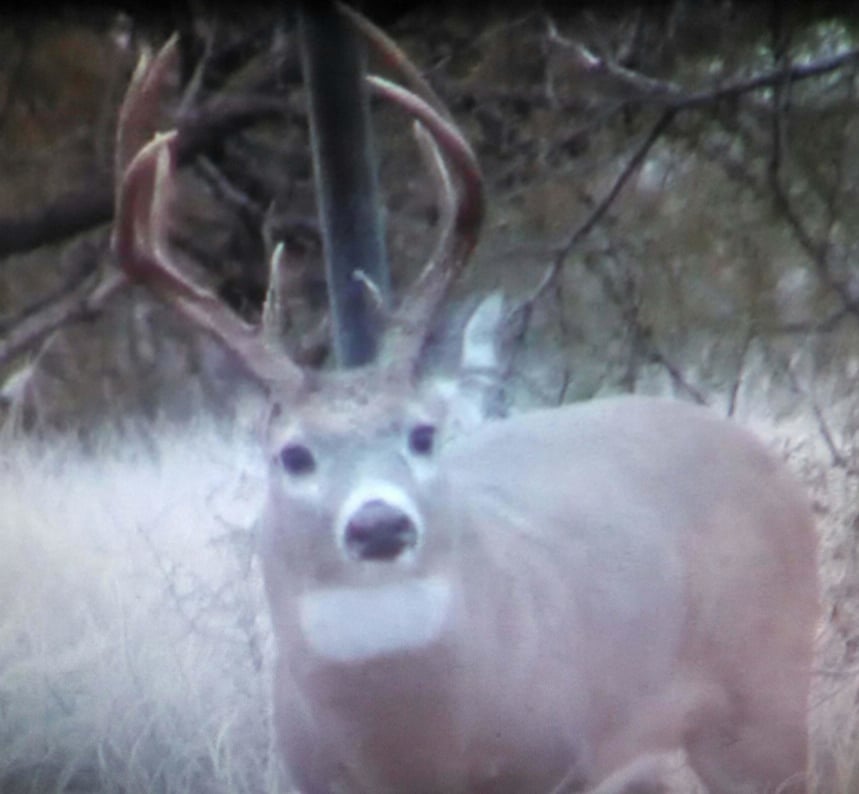 HLRBO Hunting Lease - 165 acres in Dickens County,TX