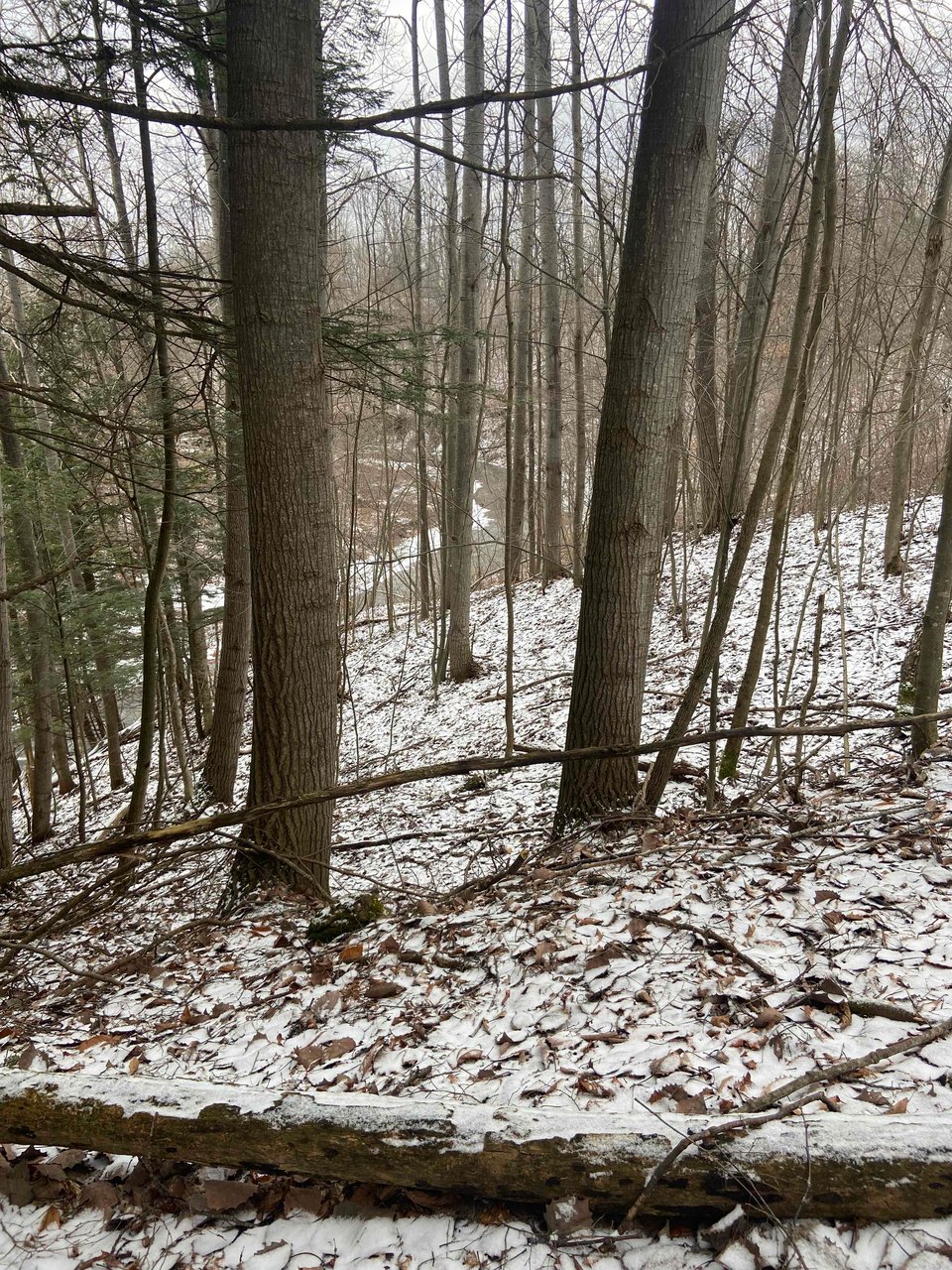 HLRBO Hunting Lease - 50 acres in Cattaraugus County,New York