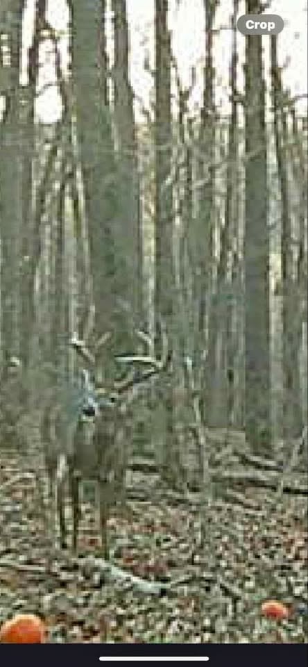 HLRBO Hunting Lease - 2500 acres in Warren County,TN