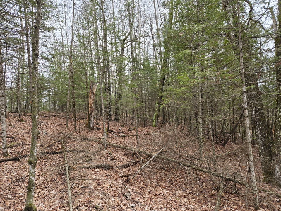 HLRBO Hunting Lease - 70 acres in Menominee County,MI