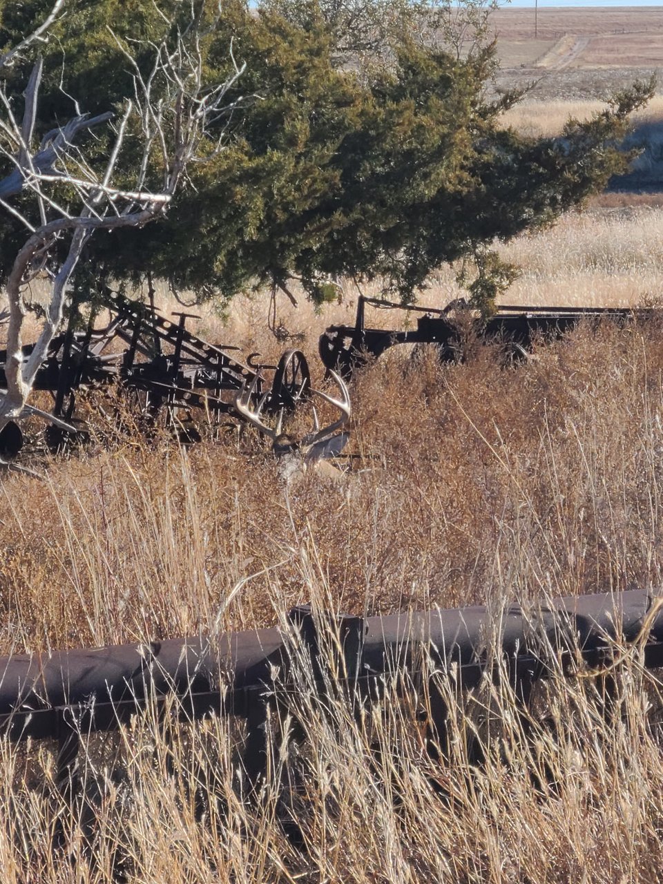 HLRBO Hunting Lease - 3100 acres in Lipscomb County,Texas