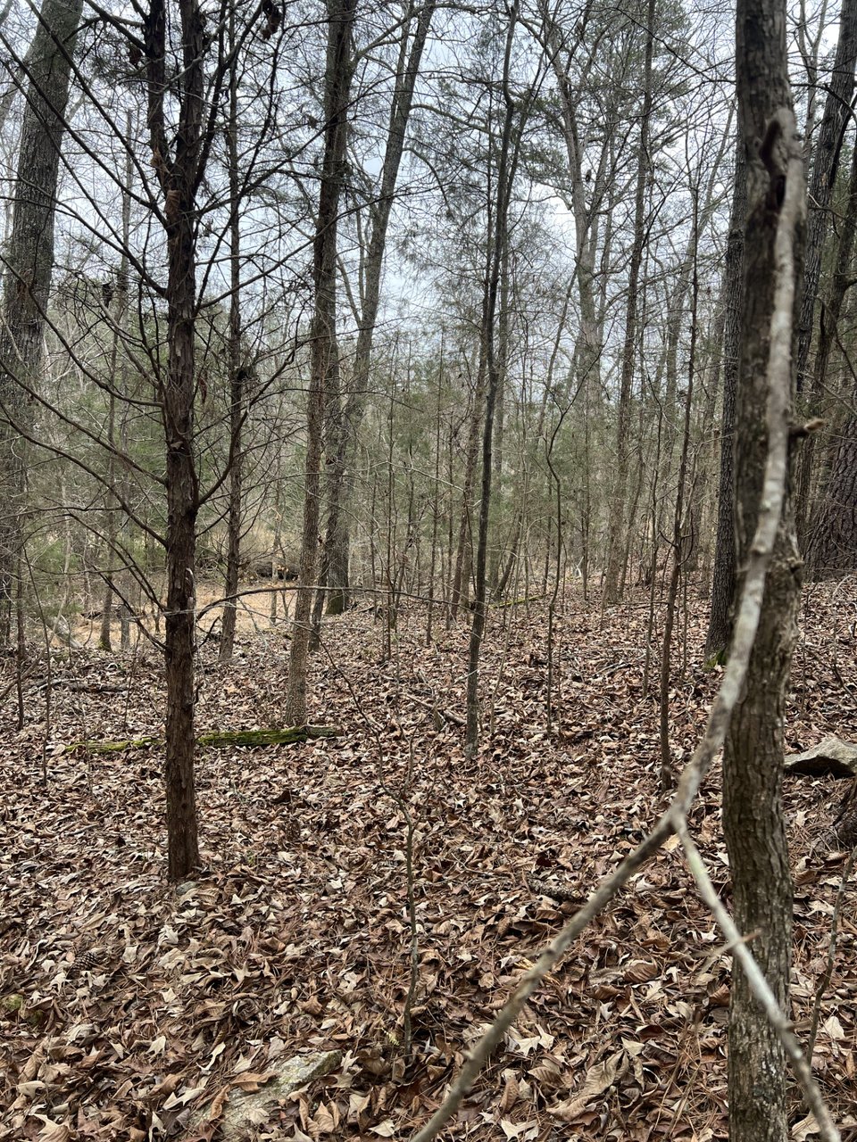 HLRBO Hunting Lease - 63 acres in Chester County,SC