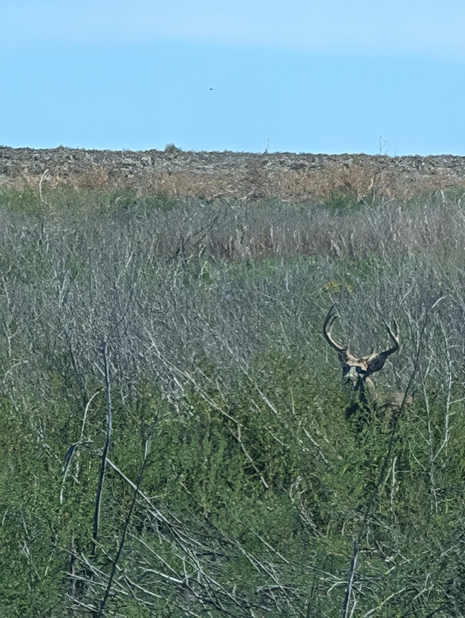HLRBO Hunting Lease - 3100 acres in Lipscomb County,TX