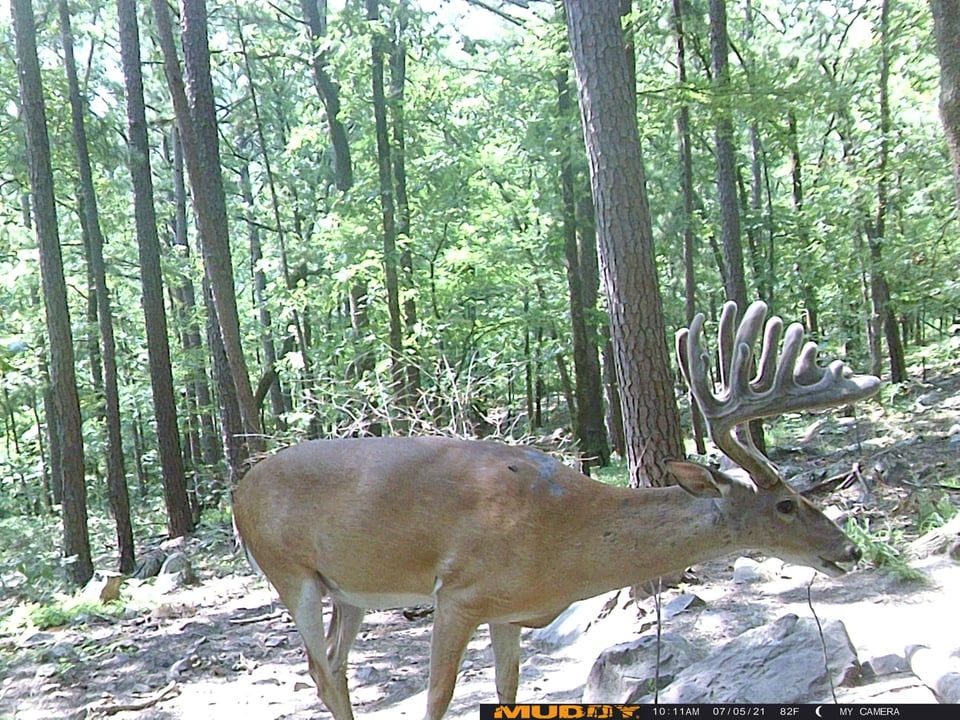 HLRBO Hunting Lease - 160 acres in Pushmataha County,OK