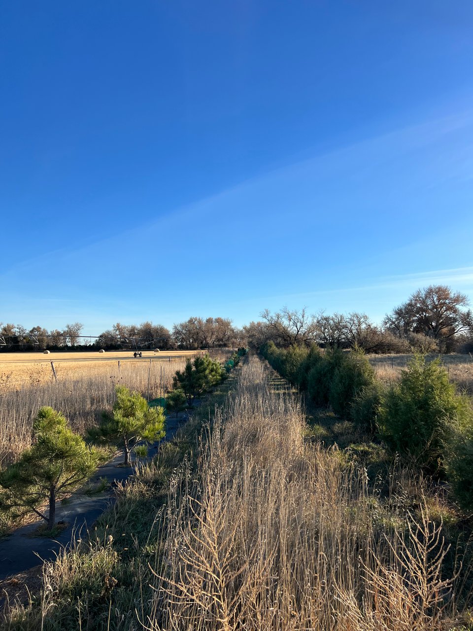 HLRBO Hunting Lease - 52 acres in Deuel County,NE