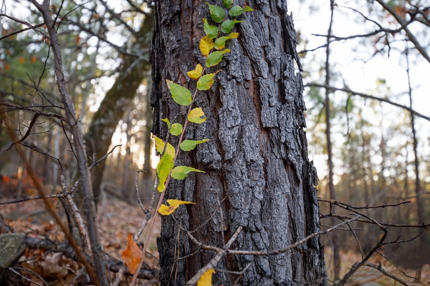 HLRBO Hunting Lease - 20 acres in Latimer County,OK
