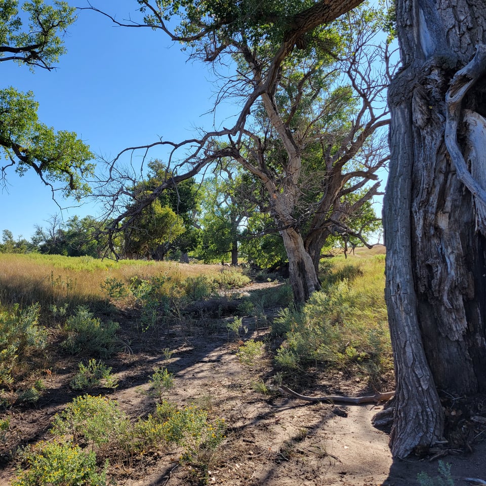 HLRBO Hunting Lease - 3100 acres in Lipscomb County,TX