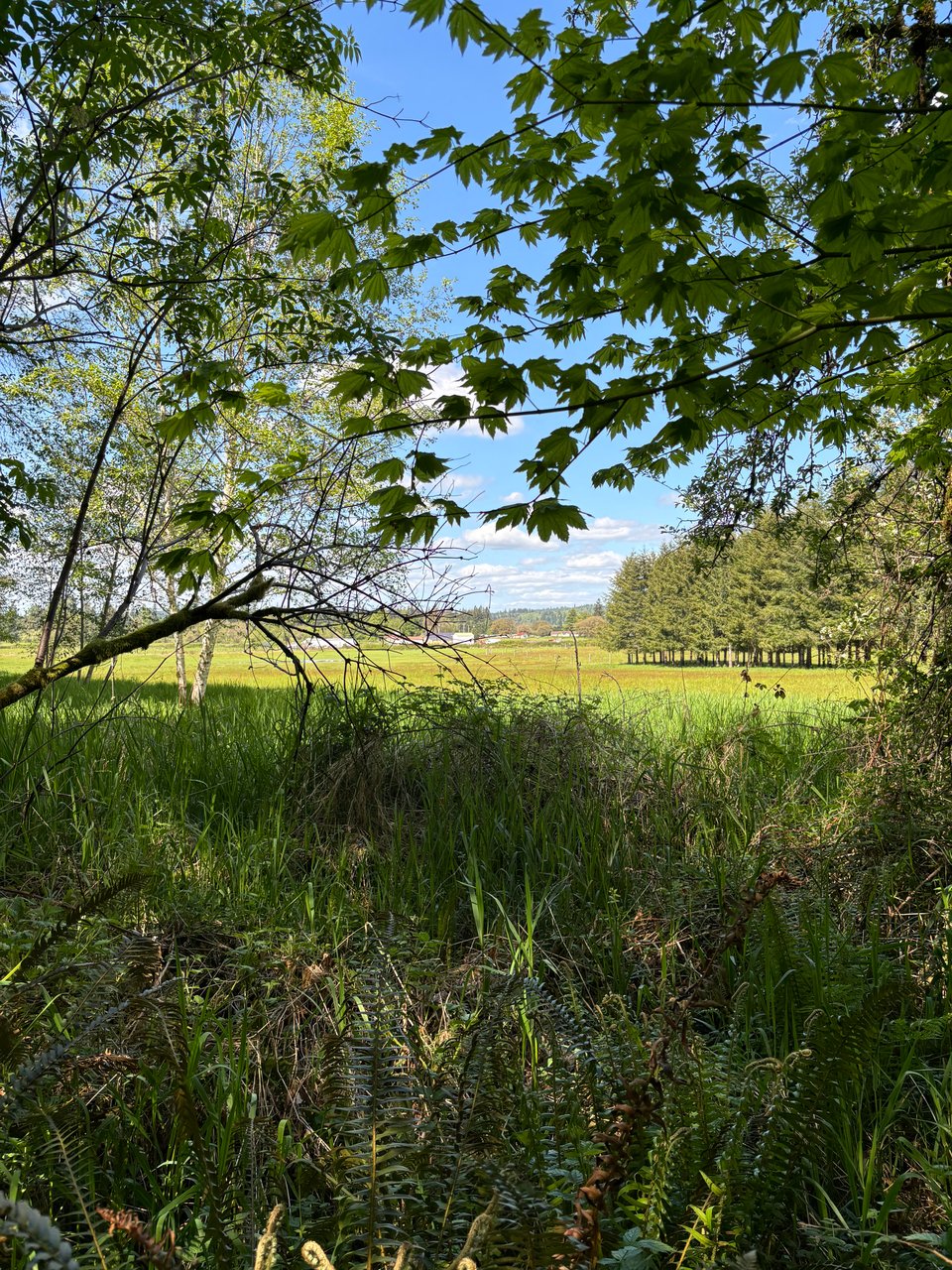 HLRBO Hunting Lease - 40 acres in Pierce County,Washington