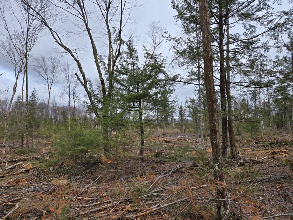 HLRBO Hunting Lease - 70 acres in Menominee County,MI