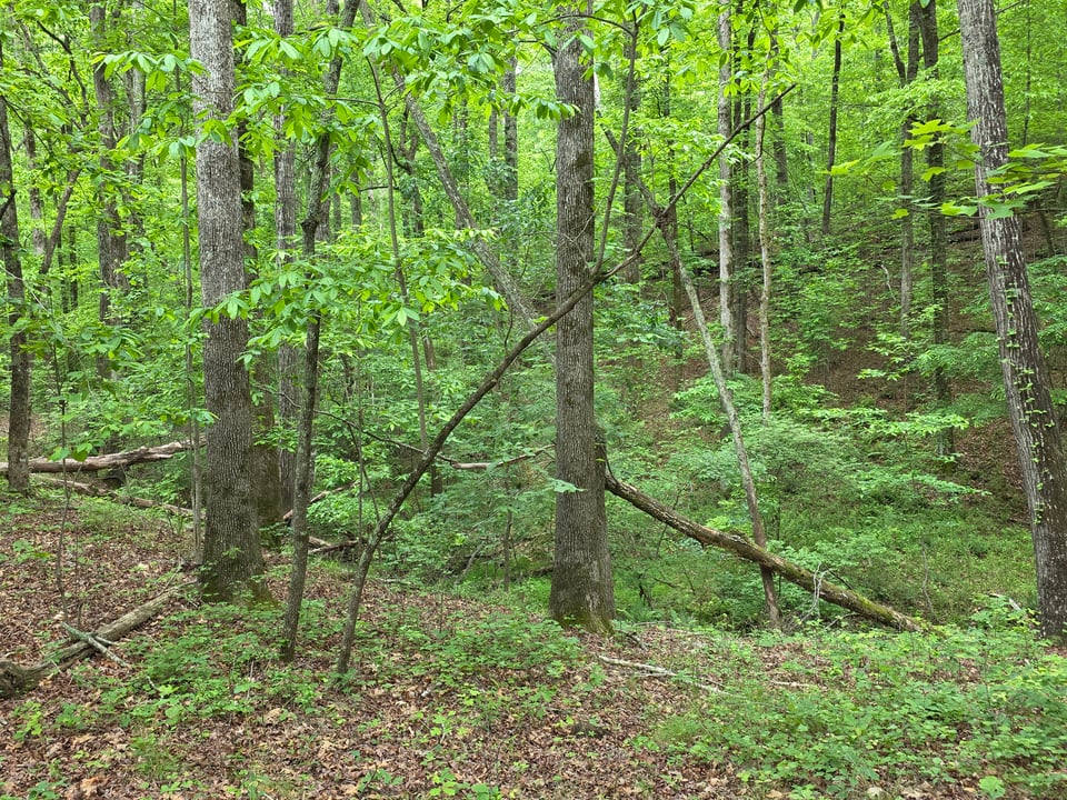 HLRBO Hunting Lease - 44 acres in Hall County,GA