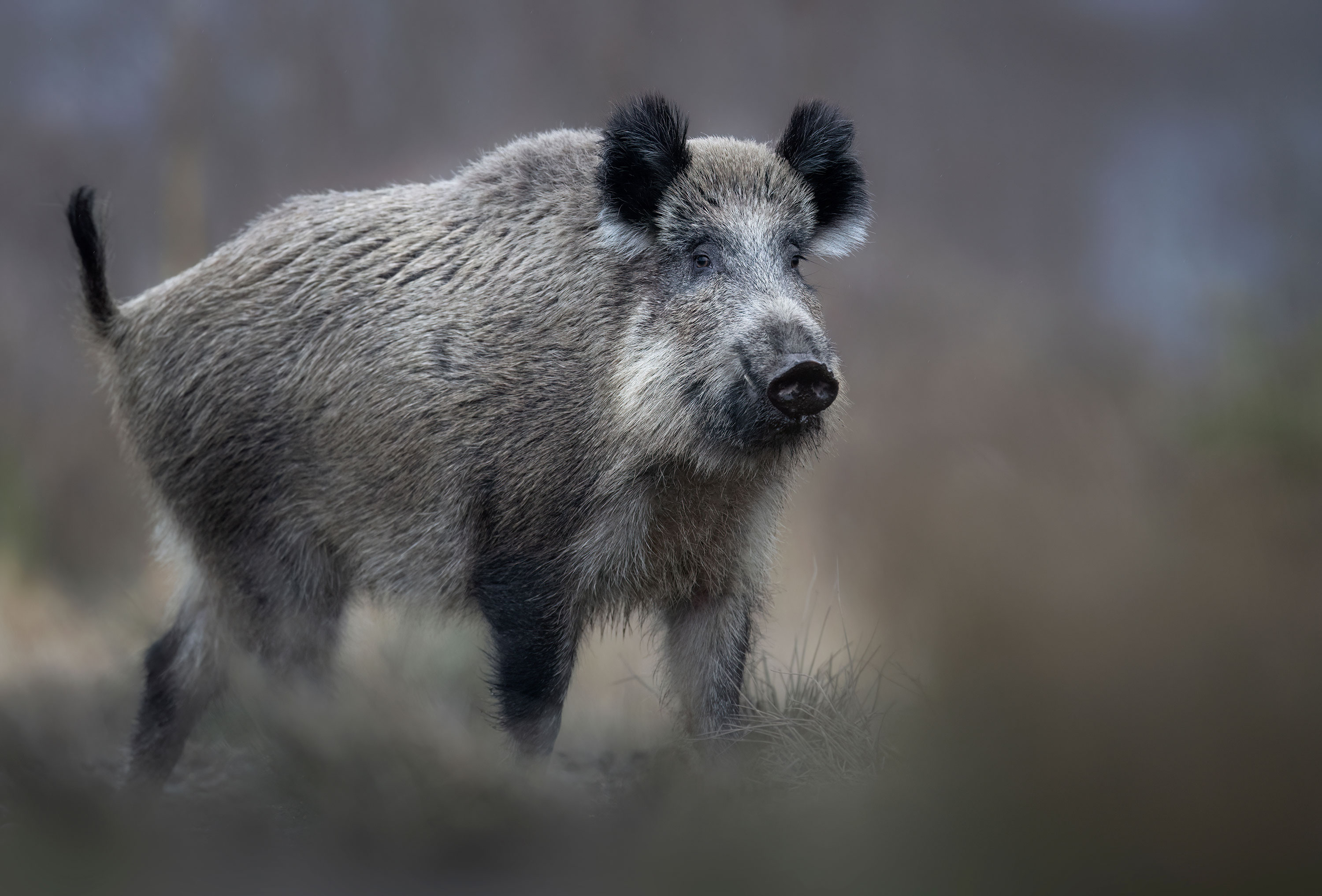 HLRBO - Night Hunting for Hogs Expands Hunting Options
